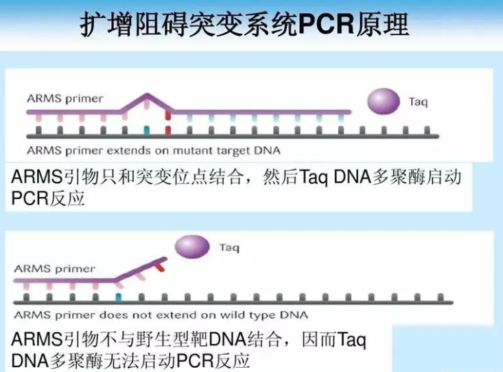 基于ARMS-PCR的新冠病毒及变异毒株侧向流荧光检测装置 - 知乎