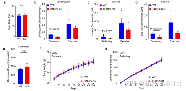 代谢学人——Nature: 运动诱导Lac-Phe，让你吃得少又苗条 - 知乎