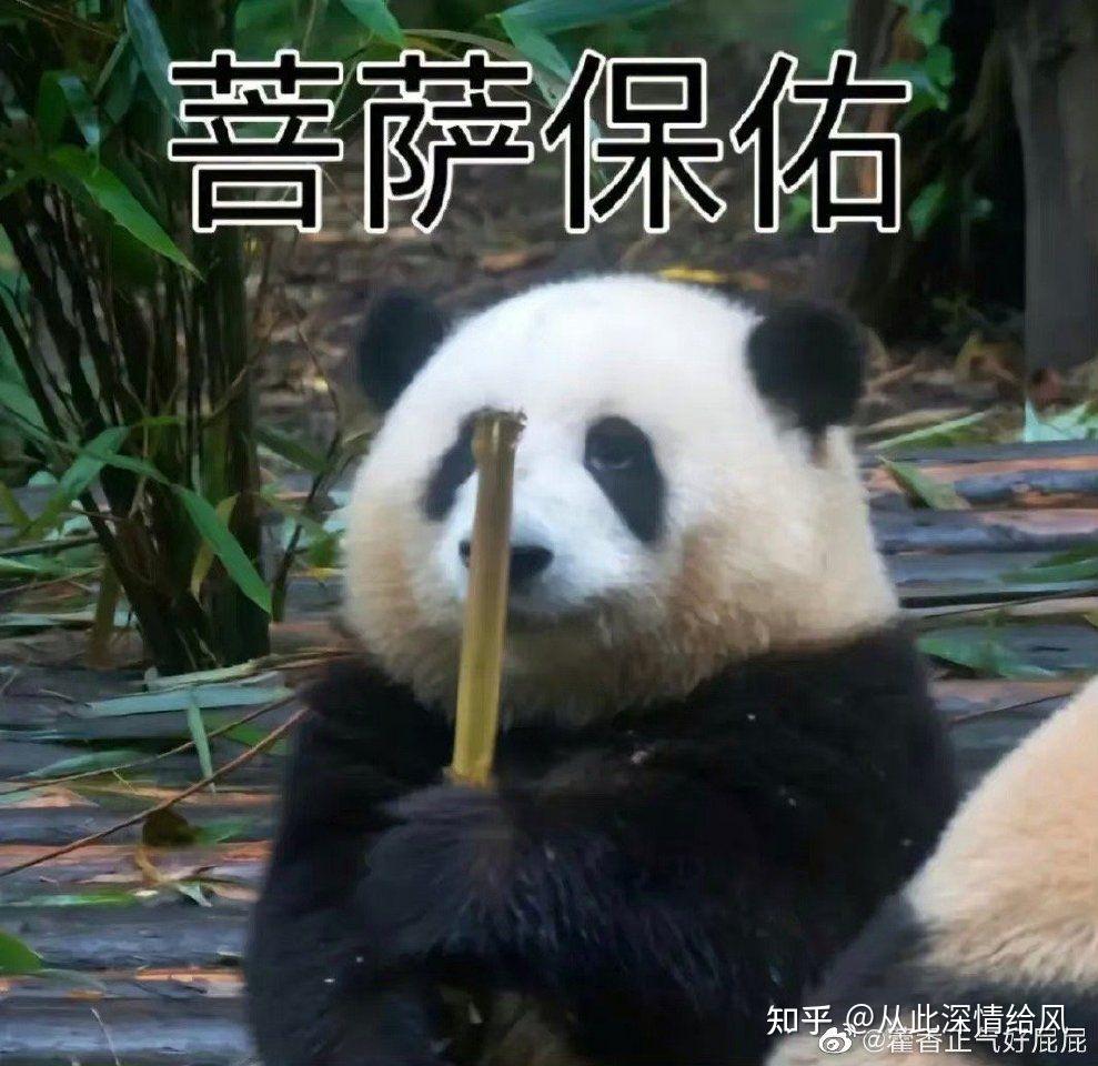 熊猫表情包 自取～ - 知乎