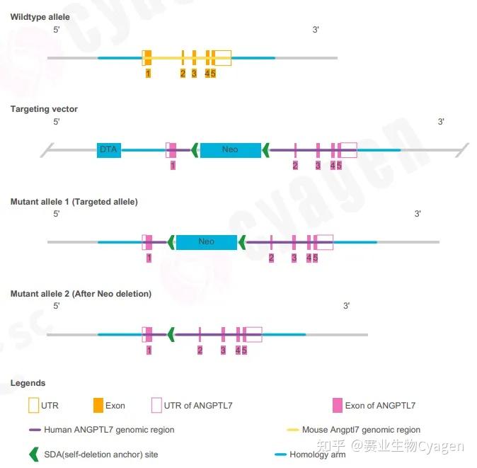 ANGPTL7 & NRL人源化小鼠：助力青光眼与视网膜色素变性广谱疗法研发 - 知乎