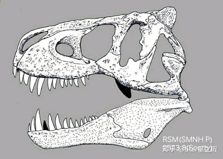 霸王龙体型的一些个人推测 - 知乎