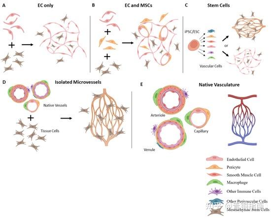 血管化类器官的一篇综述.2023.Vascularized Tissue Organoids - 知乎
