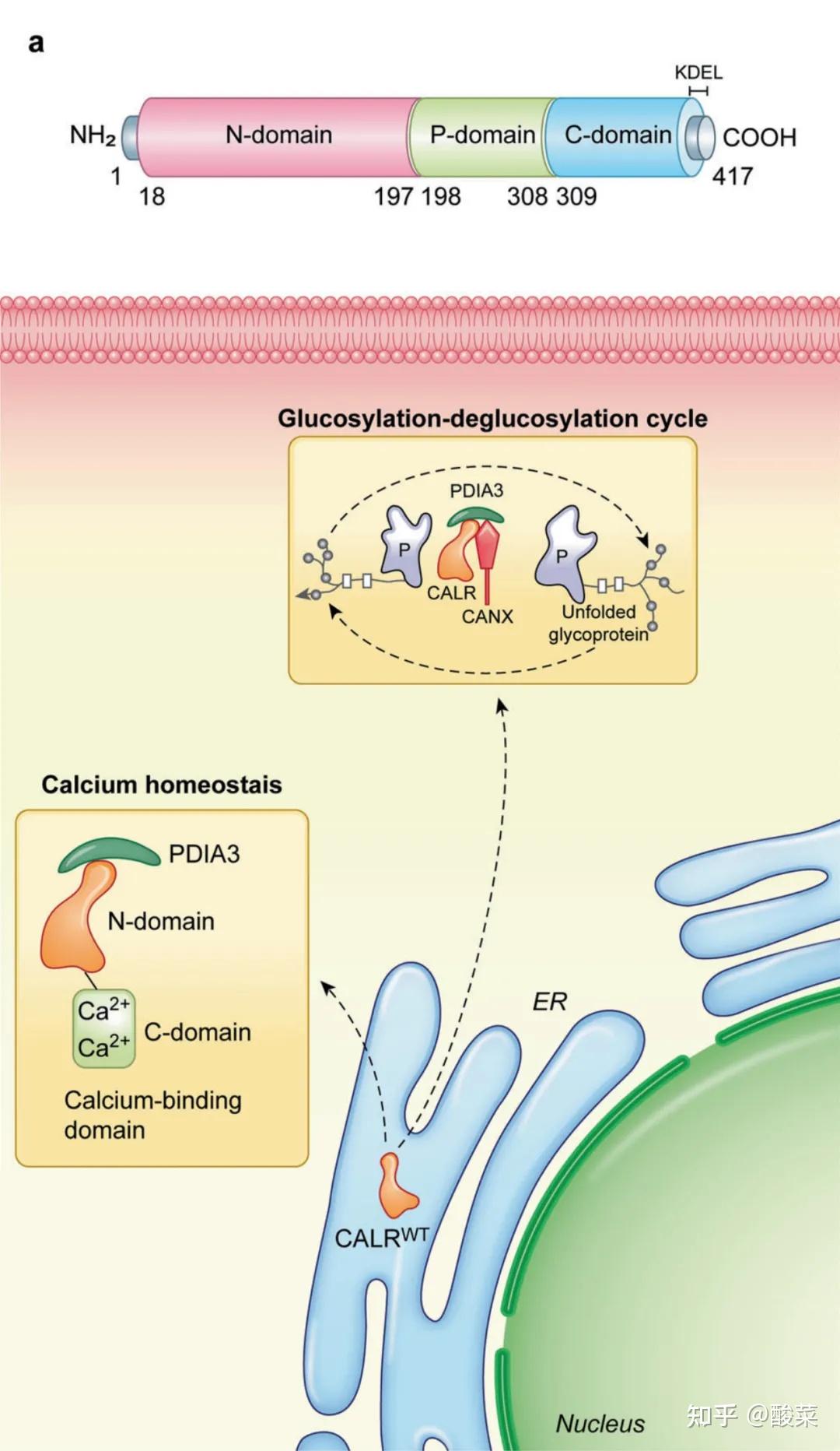 来自国刊之光!重磅综述!拓展科研思路！ - 知乎