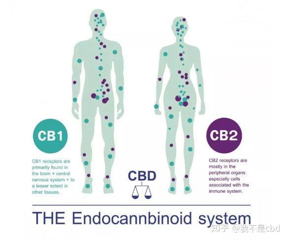 CBD是什么，看完你就明白！ - 知乎