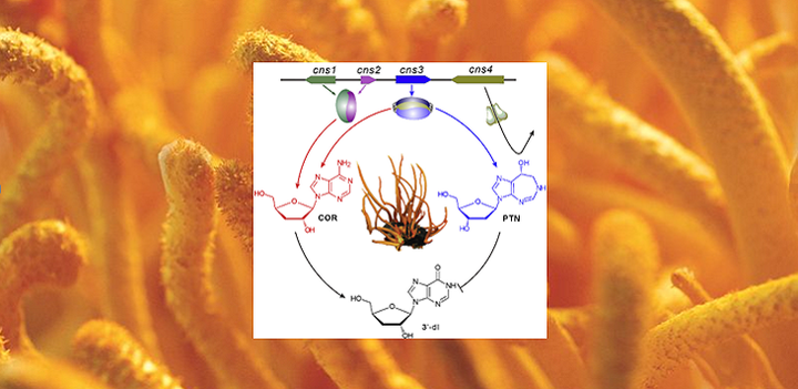 Cell Chemical Biology：带你揭秘抗癌“新星”——蛹虫草 - 知乎