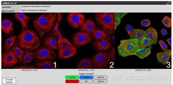 CD38靶点简介：具有免疫抑制作用的特异性蛋白 - 知乎