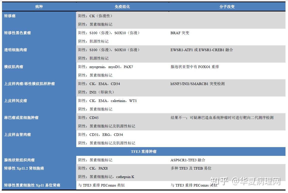系列文献学习-软组织病理新病种-软组织PEComa（三） - 知乎