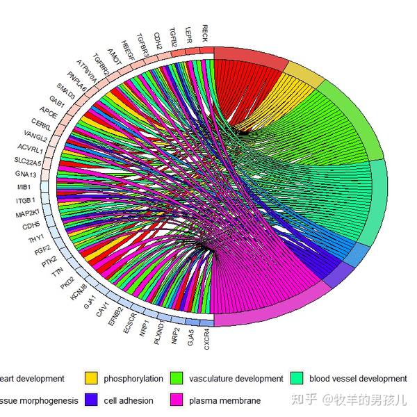 GO富集分析可视化：GOplot~准备自己的数据—2 - 知乎