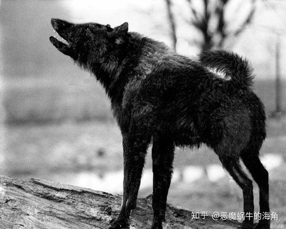 热沃当怪兽——传说中的魔物还是真实的人狼 - 知乎