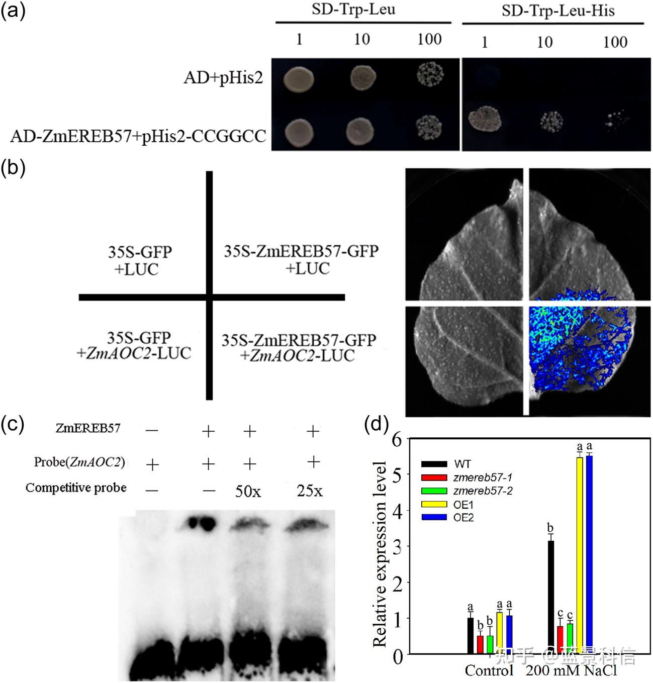 DAP-seq技术在ZmEREB57调控OPDA合成提高玉米耐盐性研究中的应用 - 知乎