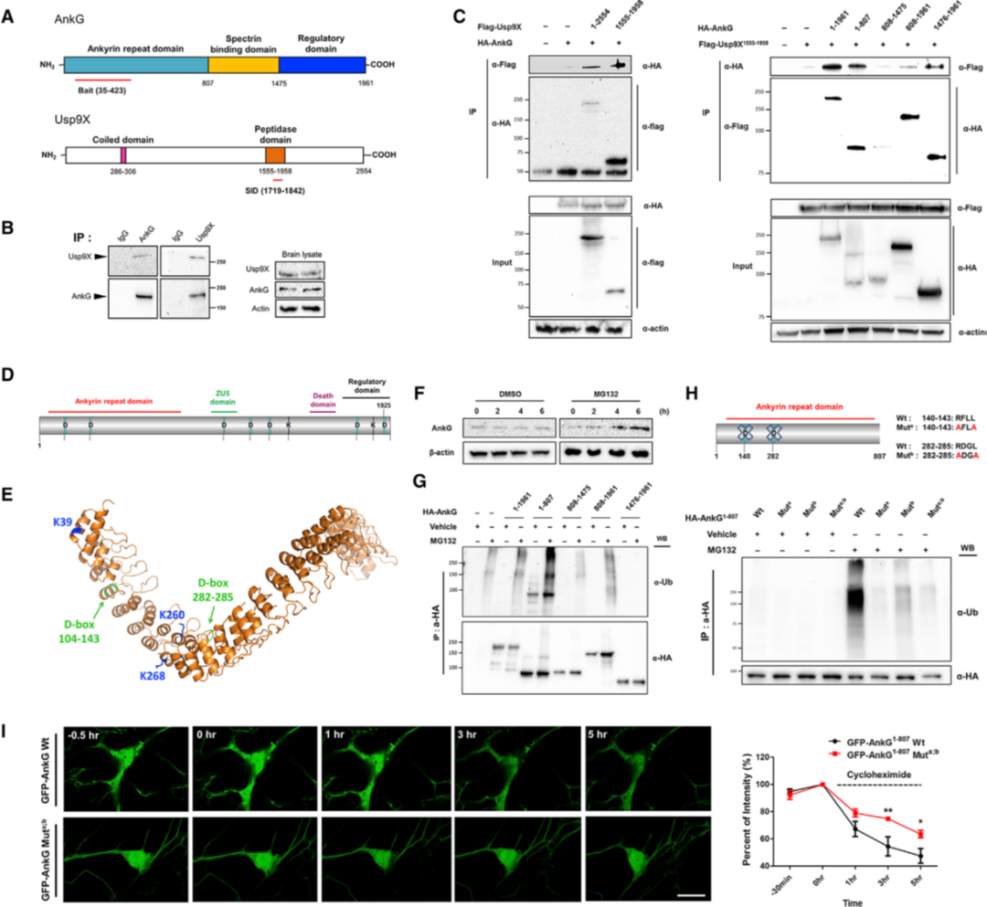 Usp9X在树突棘发育过程中控制ankyrin重复域蛋白质稳态 - 知乎