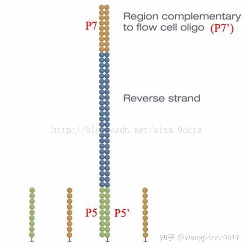 illumina 双端测序（pair end） - 知乎