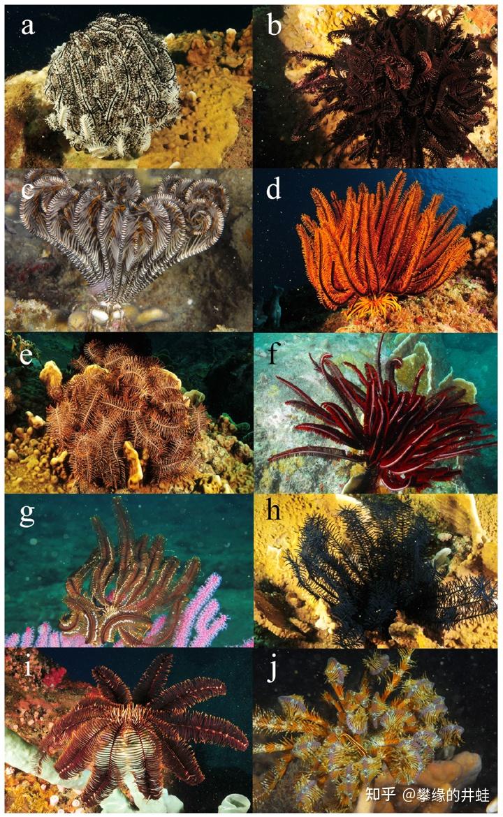 【地球演义】第二百七十四回 异界来客7：Alura Une - 知乎