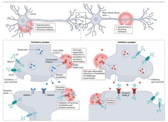 Nat子刊: 经过70多年研究，我们对GABA在大脑的作用了解多少？ - 知乎