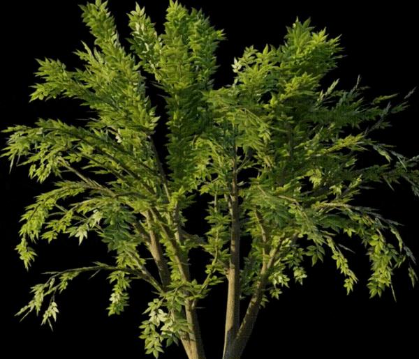 惊呆！原来Blender做树这么简单...内置插件Sapling Tree Gen从模型到材质到动画全流程解决 - 知乎