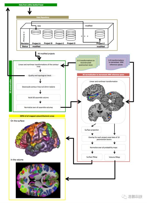 Science：Julich-Brain：一个新的细胞结构水平的概率脑图谱 - 知乎