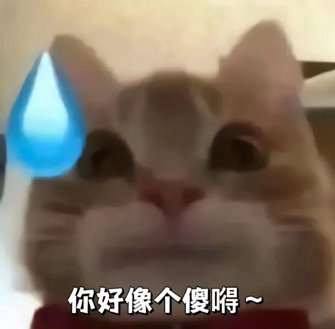 猫咪的表情包 - 知乎