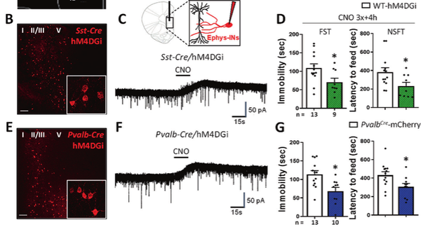 【文献解读】摆脱抑郁！抑制mPFC的GABA能中间神经元让你和抑郁症说再见 - 知乎