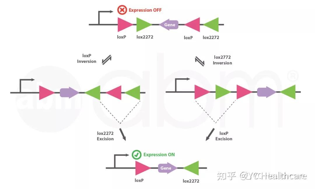 Cre/Lox system-正流行的一个molecular biology tool - 知乎