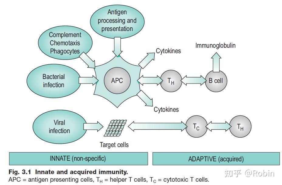 Immunology 人体免疫学基本概念 - 知乎