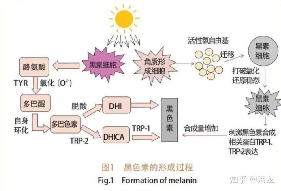 为什么医生强烈建议，想要美白一定要选水乳？而不选美白的洗面奶？ 知乎