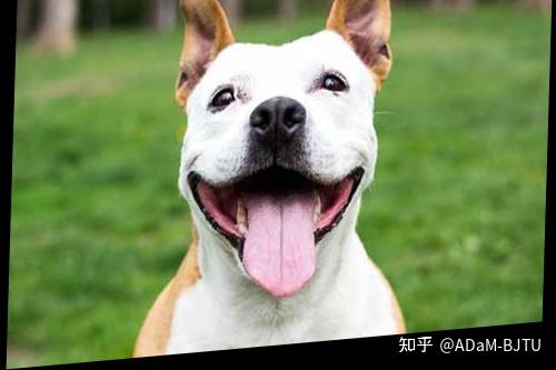 Albumentation文档 - 知乎