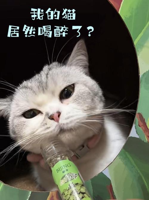 给猫喝酒会怎样:给猫喝酒会有什么反应 知乎