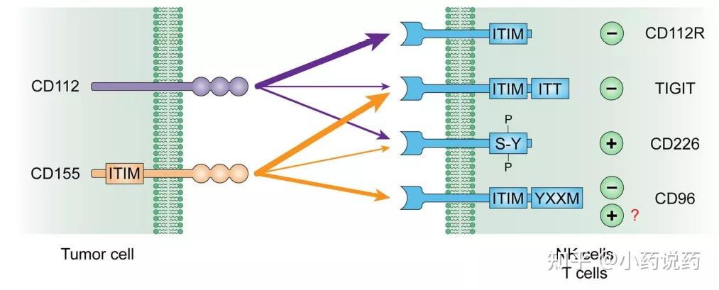 肿瘤免疫治疗中的CD112R/CD112轴 - 知乎
