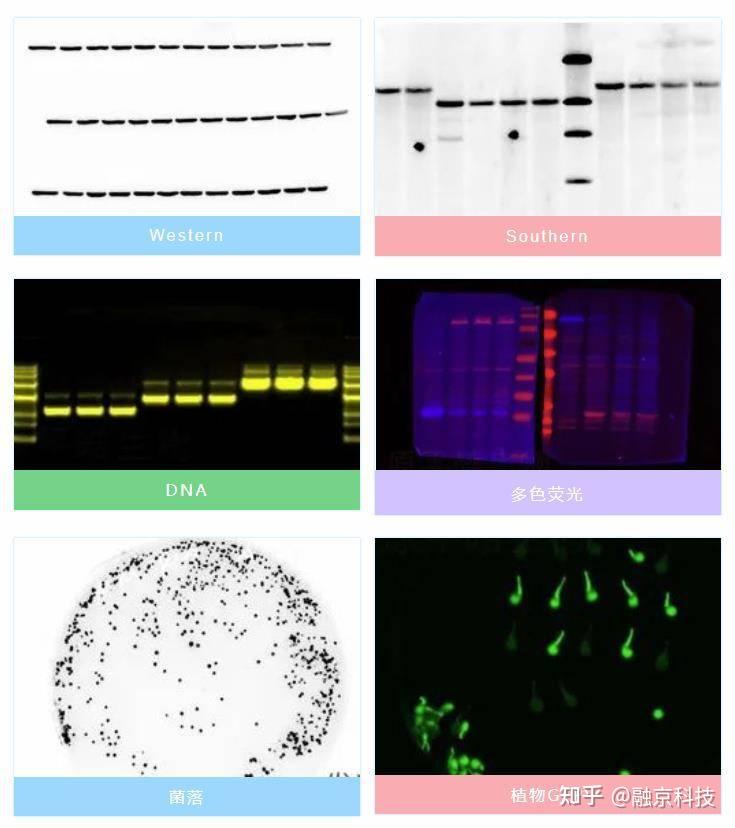 Tanon 4800 Multi 多功能成像系统 - 知乎