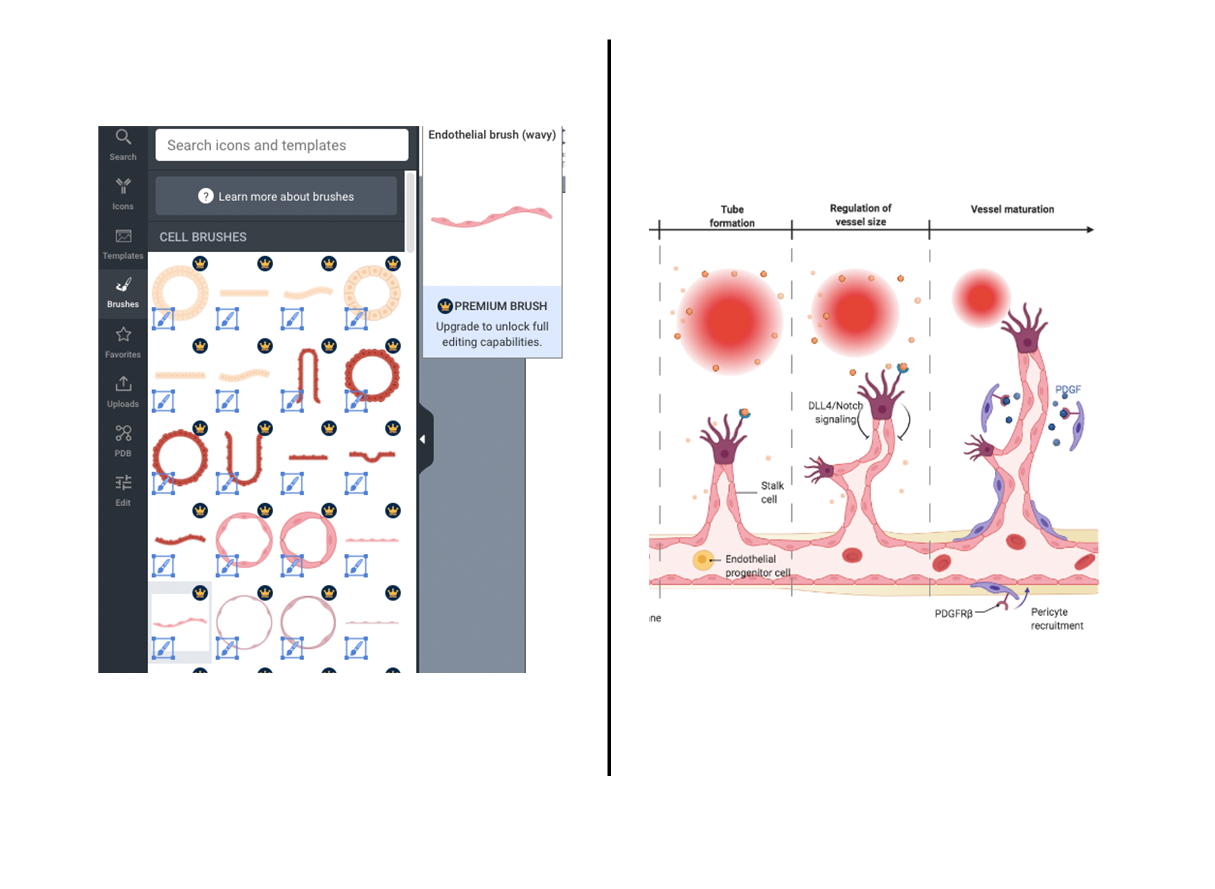 制作一张漂亮的science nature cell等期刊科学插图 - 知乎