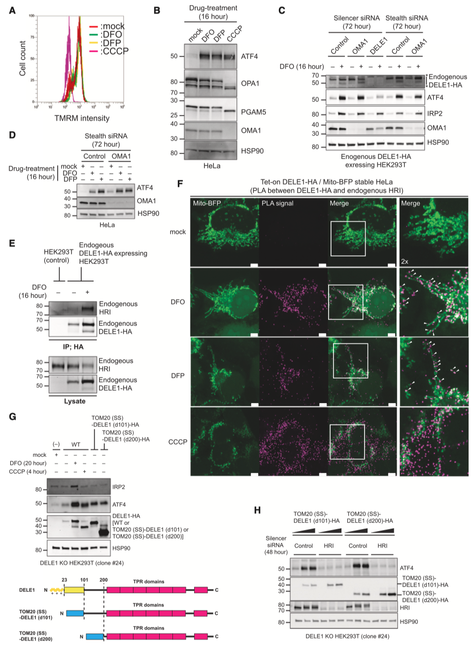 Molecular Cell丨DELE1 调控的线粒体铁反应途径 - 知乎