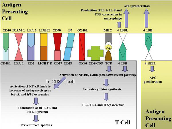 4-1BB（CD137）：T细胞共同刺激又一重要靶标 - 知乎