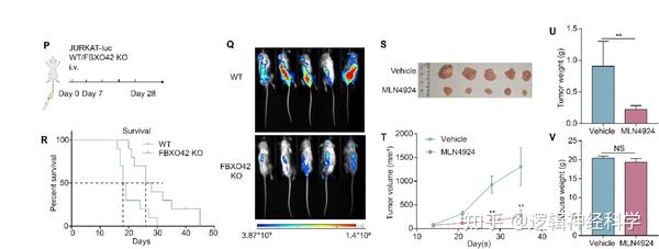 Sci Adv︱西湖大学李旭团队揭示Notch通路信号整合传递及转录复合物活性调节的分子机制 - 知乎