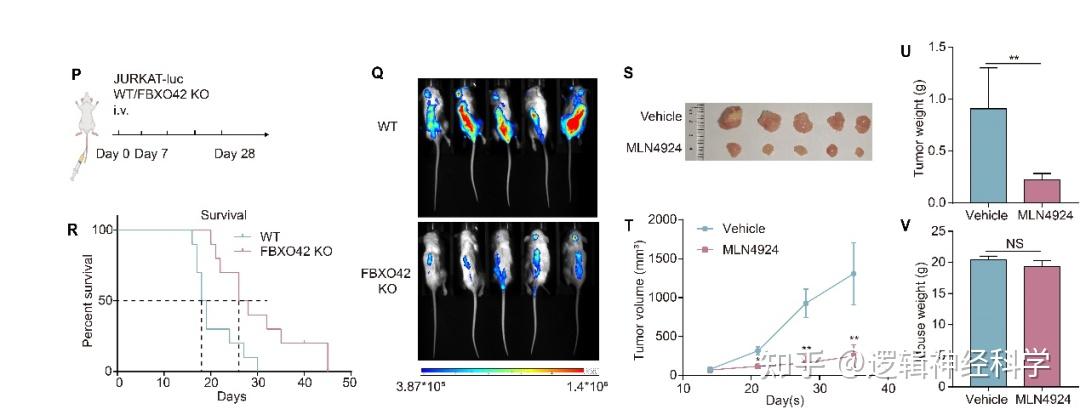 Sci Adv︱西湖大学李旭团队揭示Notch通路信号整合传递及转录复合物活性调节的分子机制 - 知乎