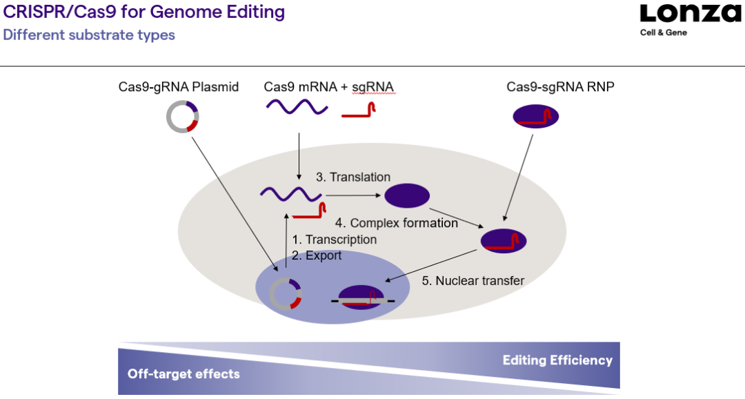 电转百科指南⑤：CRISPR基因编辑的转染技巧与注意事项（上篇） - 知乎