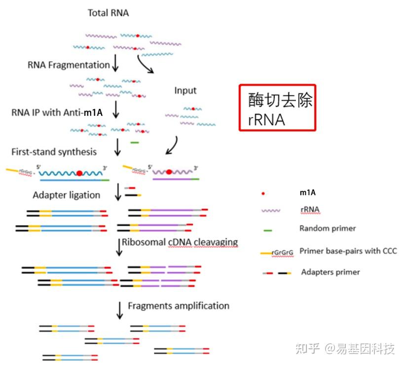 易基因｜m1A RNA甲基化测序（MeRIP-seq/m1A-seq） - 知乎