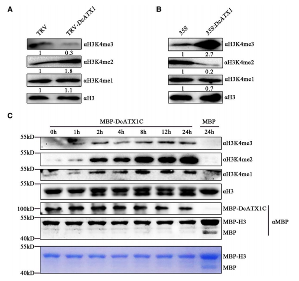 项目文章（ChIP-seq）|Plant Physiol组蛋白H3K4甲基转移酶DcATX1促进乙烯诱导康乃馨花瓣衰老 - 知乎