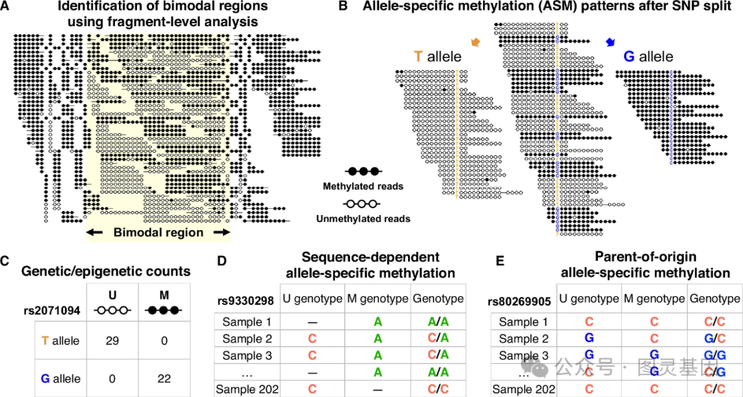 Nat Comm | 全面的等位基因特异性DNA甲基化图谱 - 知乎