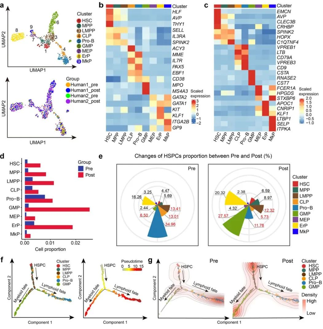 Cell Discovery最新项目文章 | 单细胞转录组测序揭示G-CSF诱导人骨髓造血淋髓偏倚和免疫低反应性的潜在机制 - 知乎