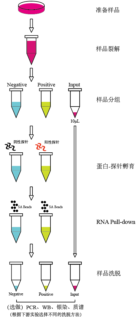GenSeq® RNA pull down试剂盒 - 知乎