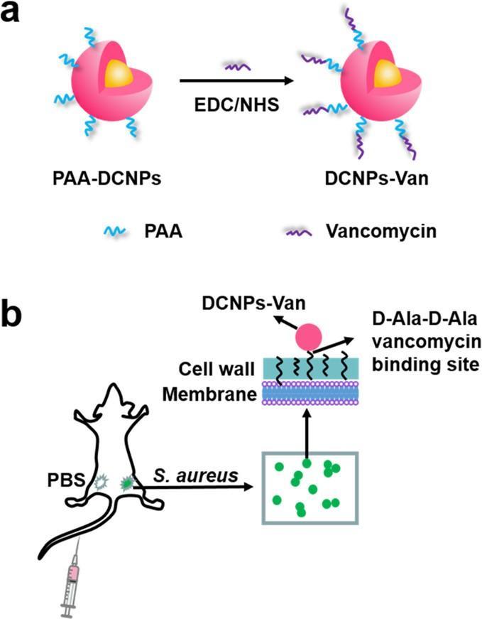 恒光讲堂｜NaGdF4纳米探针：用于靶向细菌的NIR-II光声成像 - 知乎