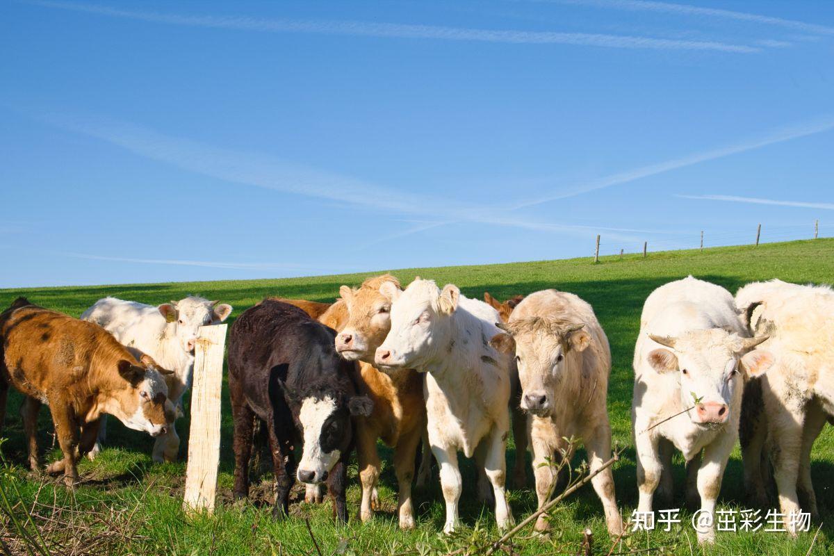 ZCIBIO——牛副流感病毒3抗体（PIV3Ab）ELISA 检测试剂盒 - 知乎