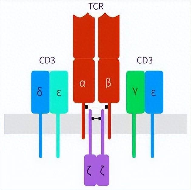 人源化CD3单克隆抗体OKT3 - 知乎