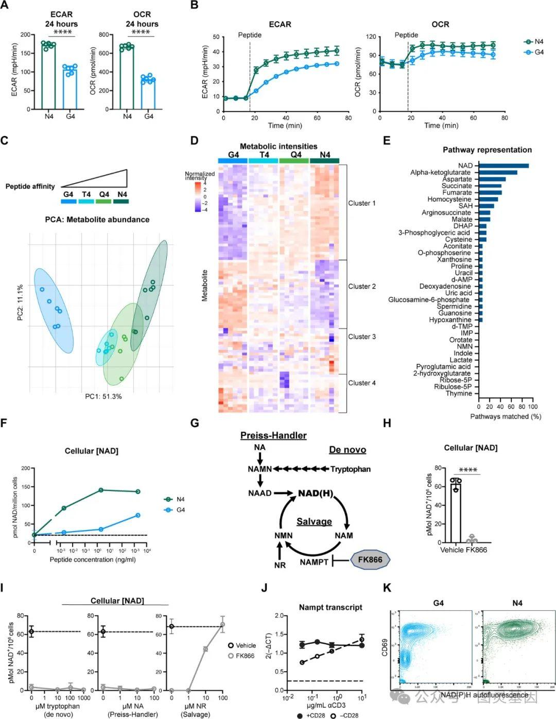 Sci Immu | 单细胞NAD(H)水平预测克隆淋巴细胞扩增动力学 - 知乎