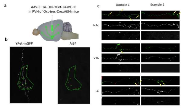【独家合作】BrainVTA联合北大于翔课题组开发Cre依赖的可标记完整神经元形态的AAV病毒 - 知乎