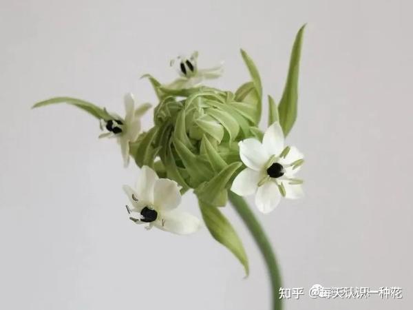 每天认识一种花｜day1天鹅绒 知乎