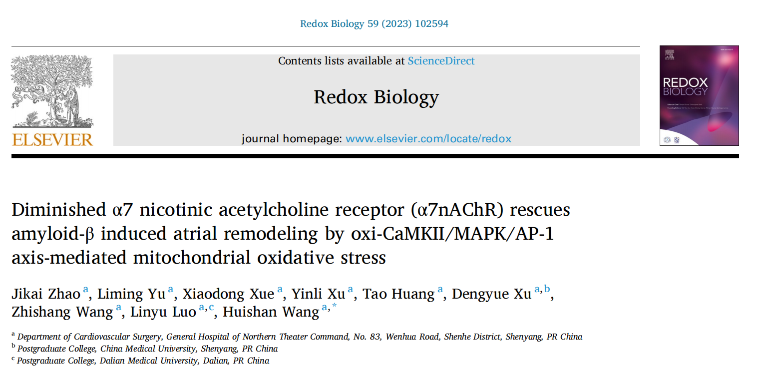 通过oxi-CaMKII/MAPK/AP-1通路，抑制α7烟碱型乙酰胆碱受体可逆转β-淀粉样蛋白诱导的心房重构 - 知乎
