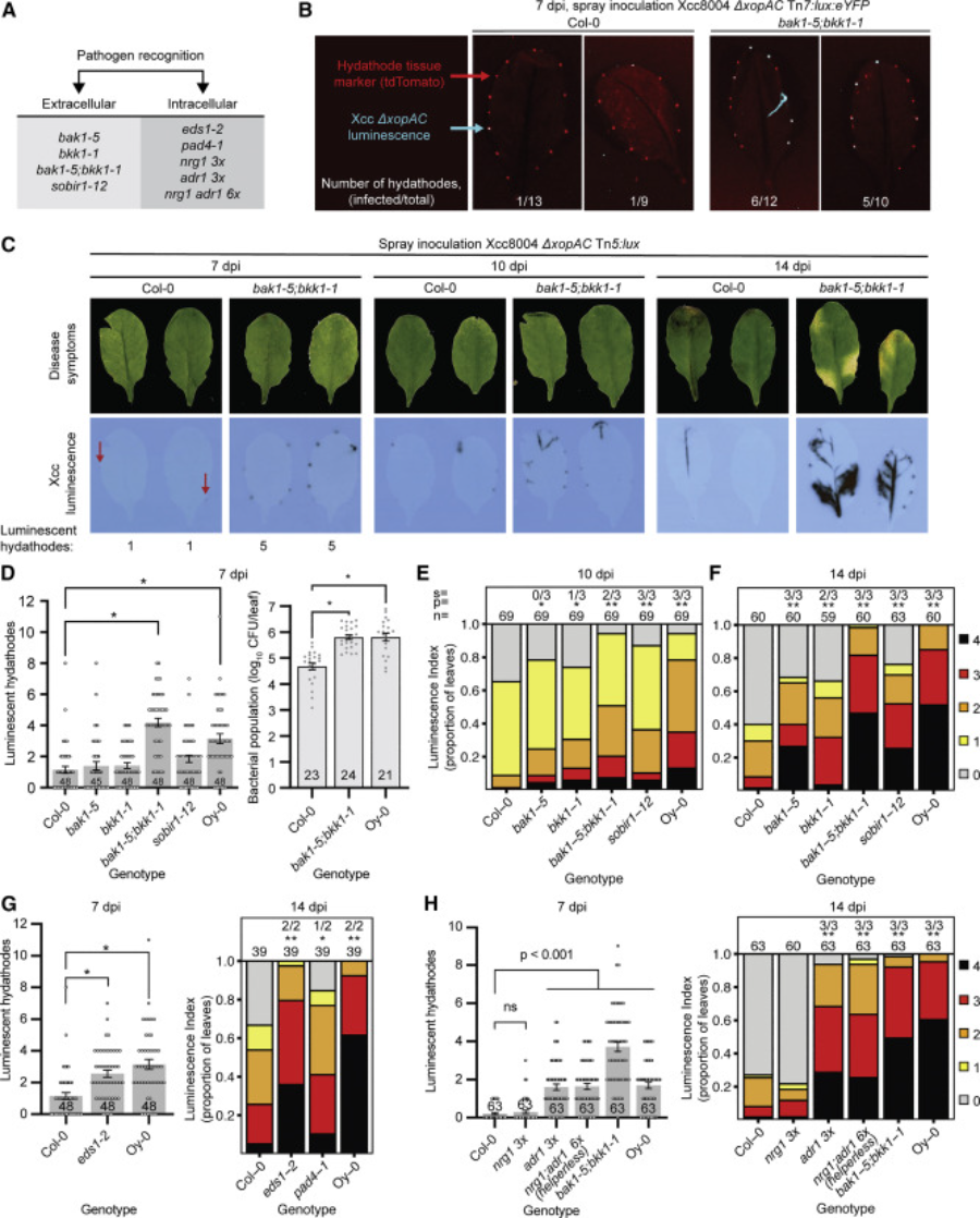 Current Biology | 研究揭示植物叶子上的泌水孔是抵御病原微生物的防御系统！ - 知乎
