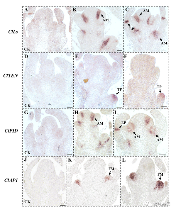 【Plant Physiol】GRAS家族成员可调控西瓜侧生器官的形态发生 - 知乎