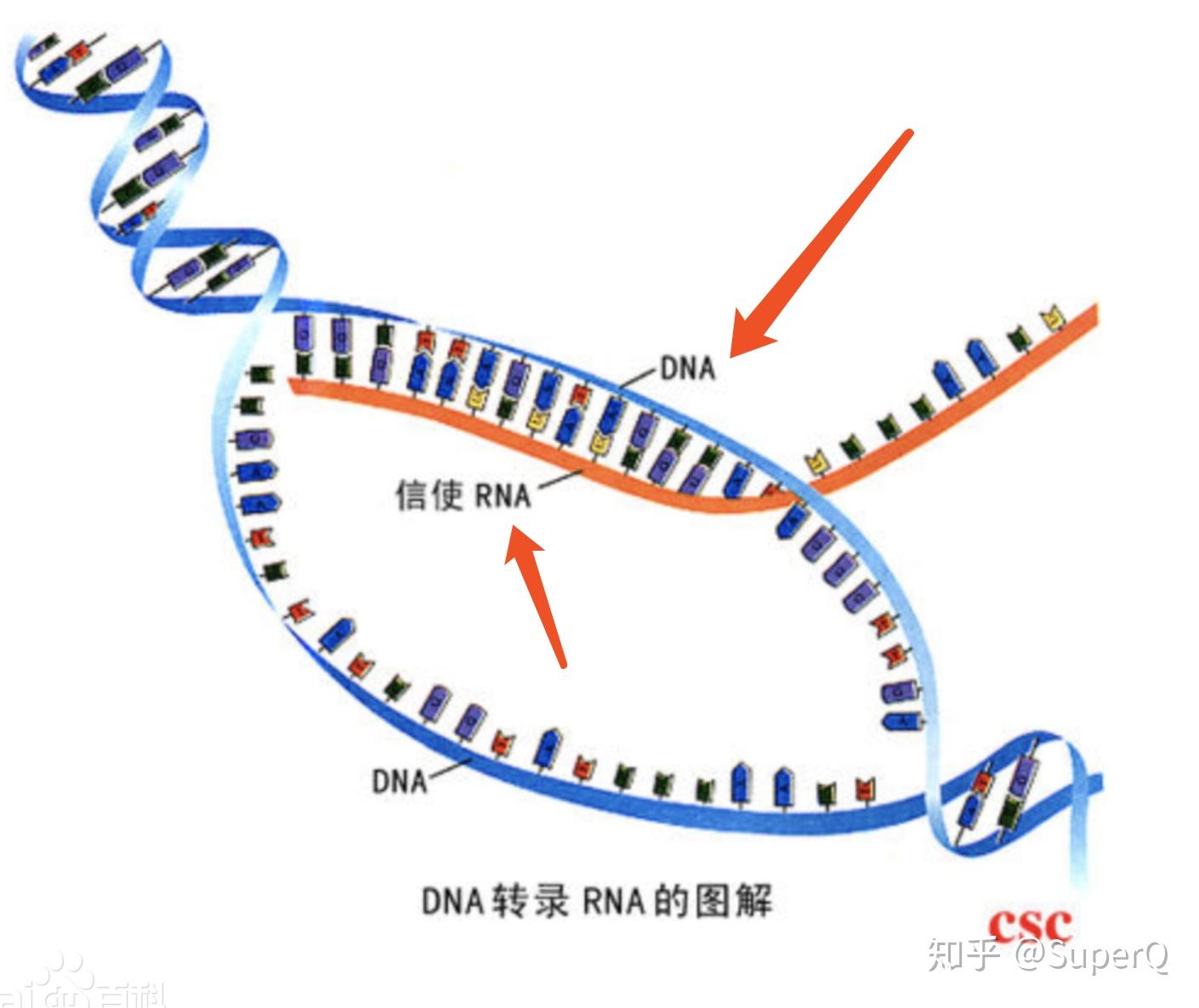 转录组流程浅析 - 知乎